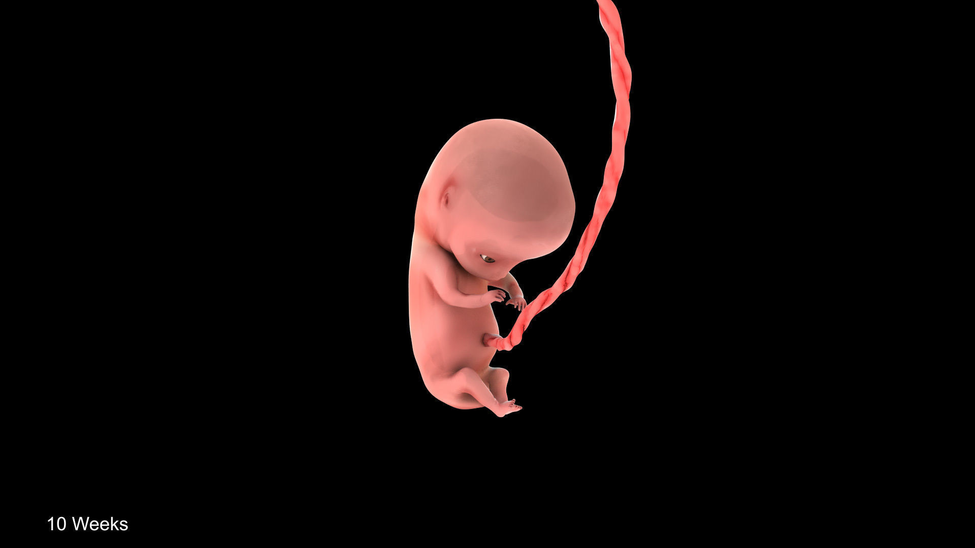 3D model 10 Weeks Human Fetus VR / AR / low-poly | CGTrader