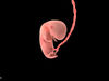 3D model 7 Weeks Human Fetus VR / AR / low-poly | CGTrader