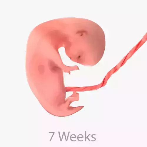 3D model 7 Weeks Human Fetus VR / AR / low-poly | CGTrader