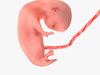 3D model 7 Weeks Human Fetus VR / AR / low-poly | CGTrader