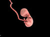 3D model 7 Weeks Human Fetus VR / AR / low-poly | CGTrader