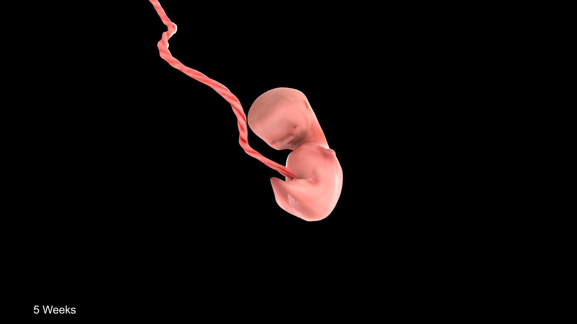 3D model 5 Weeks Human Fetus VR / AR / low-poly | CGTrader