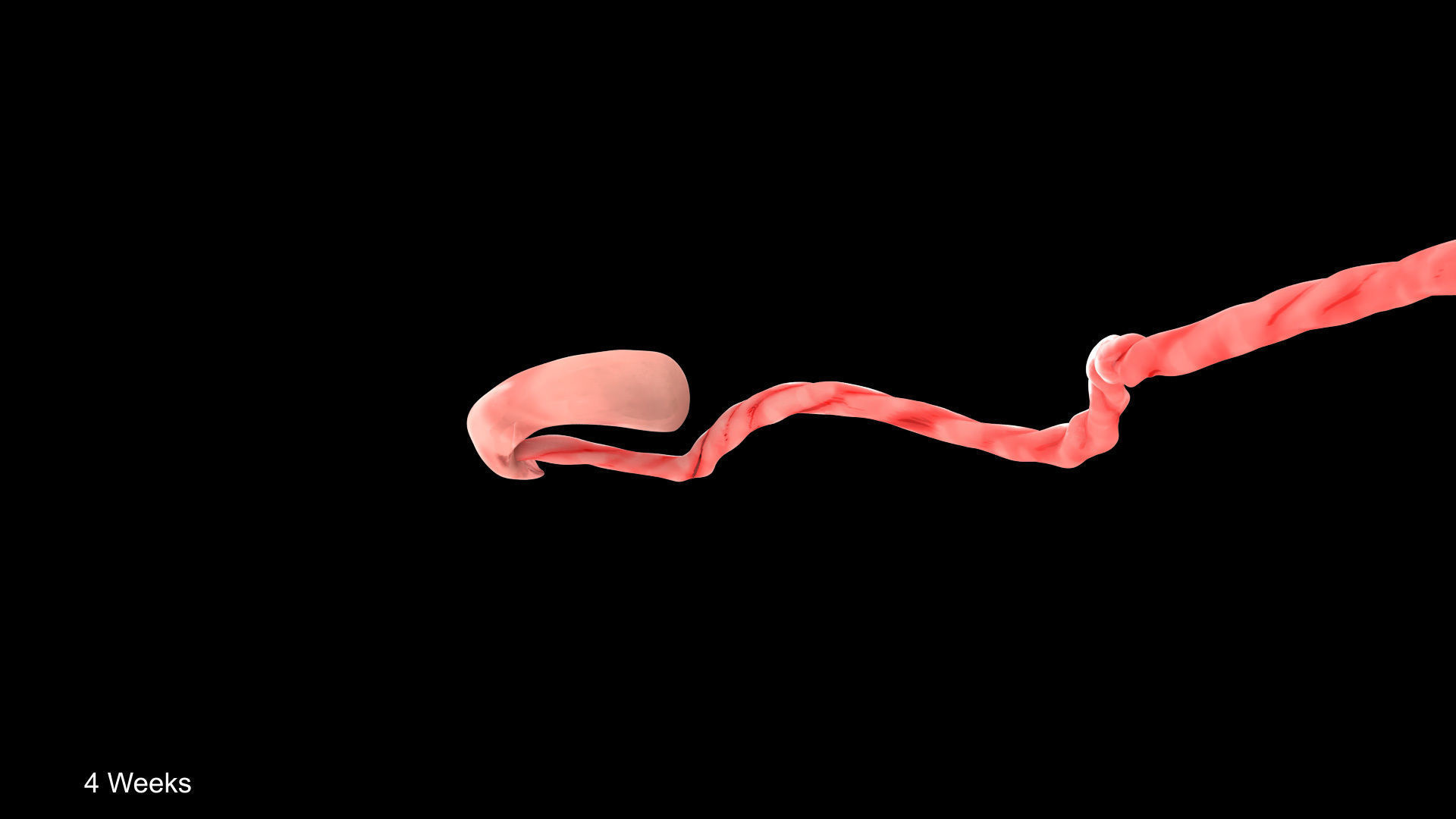 3D model 4 Weeks Human Fetus VR / AR / low-poly | CGTrader
