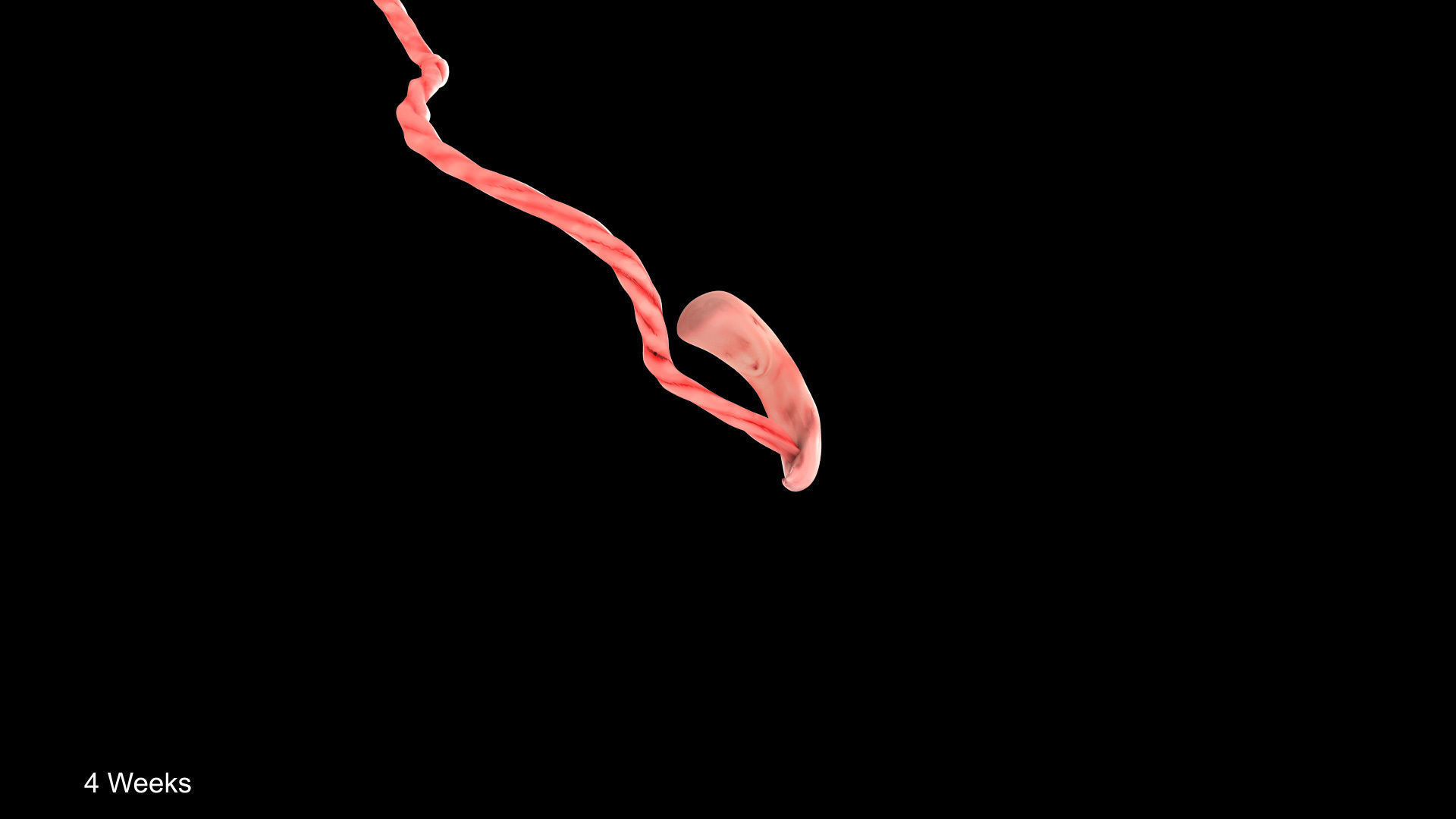 3D model 4 Weeks Human Fetus VR / AR / low-poly | CGTrader