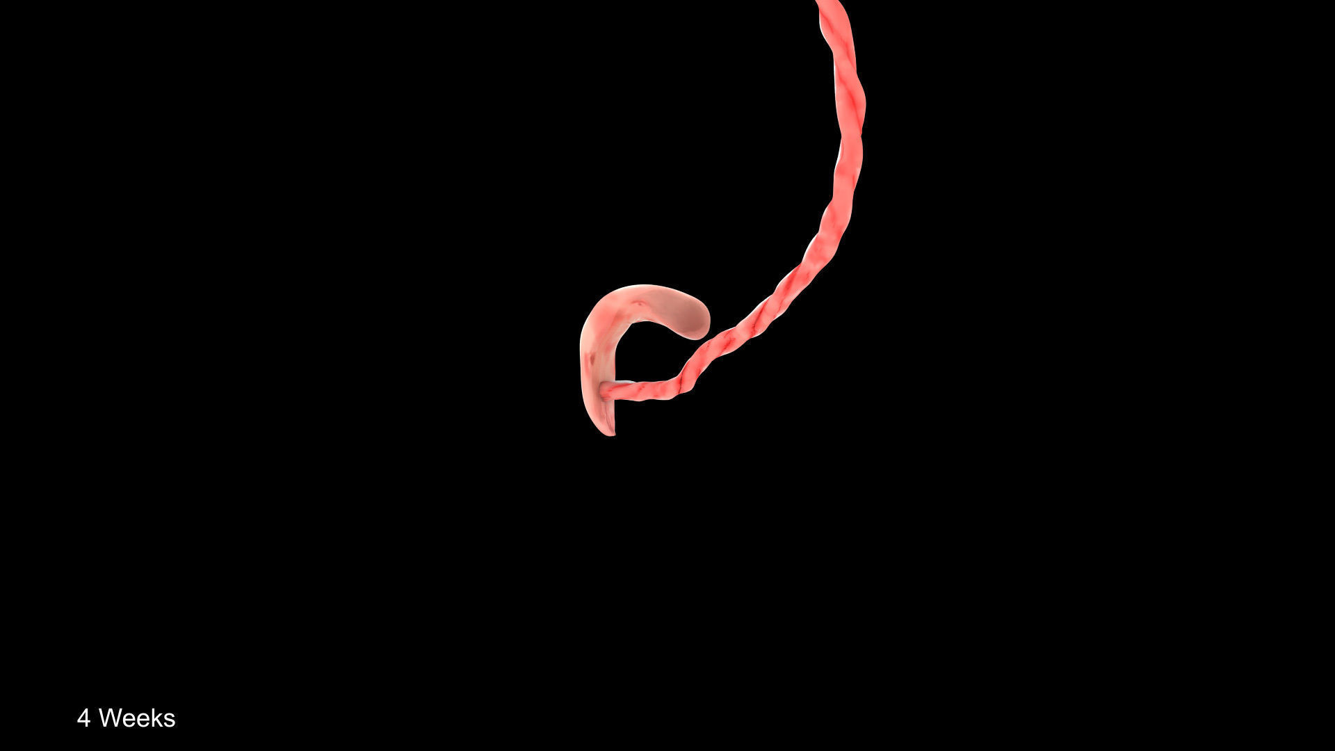 3D model 4 Weeks Human Fetus VR / AR / low-poly | CGTrader
