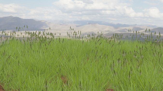 Realistic Grass 3D model | CGTrader