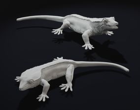 Lizard 3D Print Models | CGTrader
