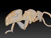 honey bee anatomy 3D model 3D printable | CGTrader
