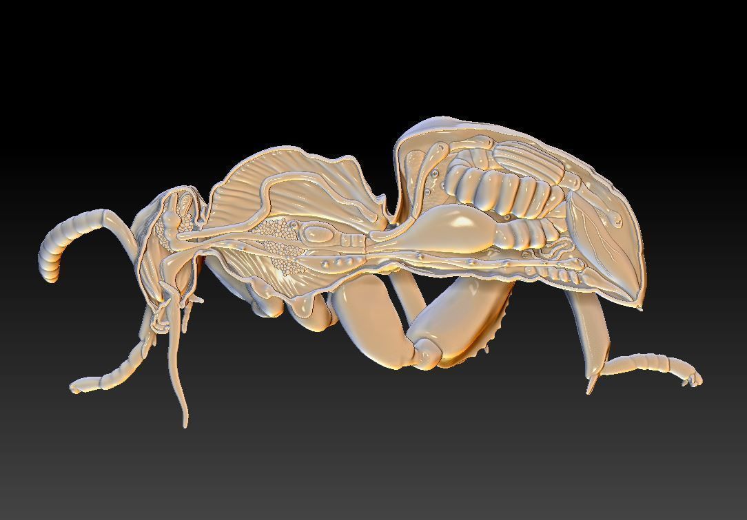 honey bee anatomy 3D model 3D printable | CGTrader