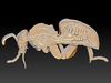 honey bee anatomy 3D model 3D printable | CGTrader