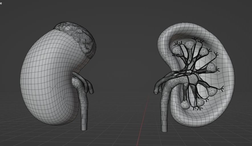 HUMAN KIDNEYS - ANATOMY 3D model | CGTrader