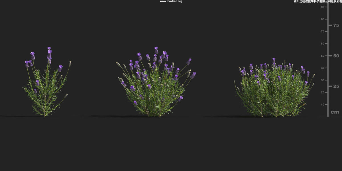 Maxtree Plant Models Vol 9 - Mesh 3D model | CGTrader