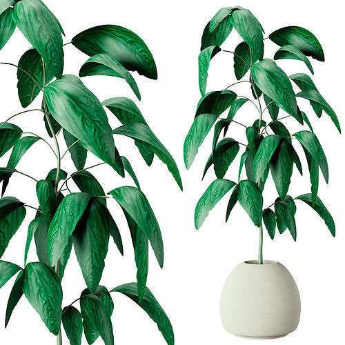 3D model Plant Basil VR / AR / low-poly | CGTrader