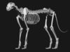 Cheetah Skeleton 3D model | CGTrader