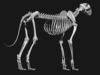 Cheetah Skeleton 3D model | CGTrader