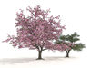 3D model Blossom and fruit cherry trees VR / AR / low-poly | CGTrader