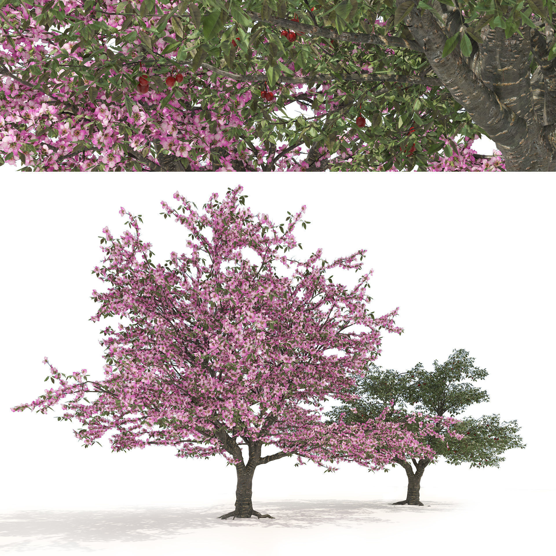 3D model Blossom and fruit cherry trees VR / AR / low-poly | CGTrader