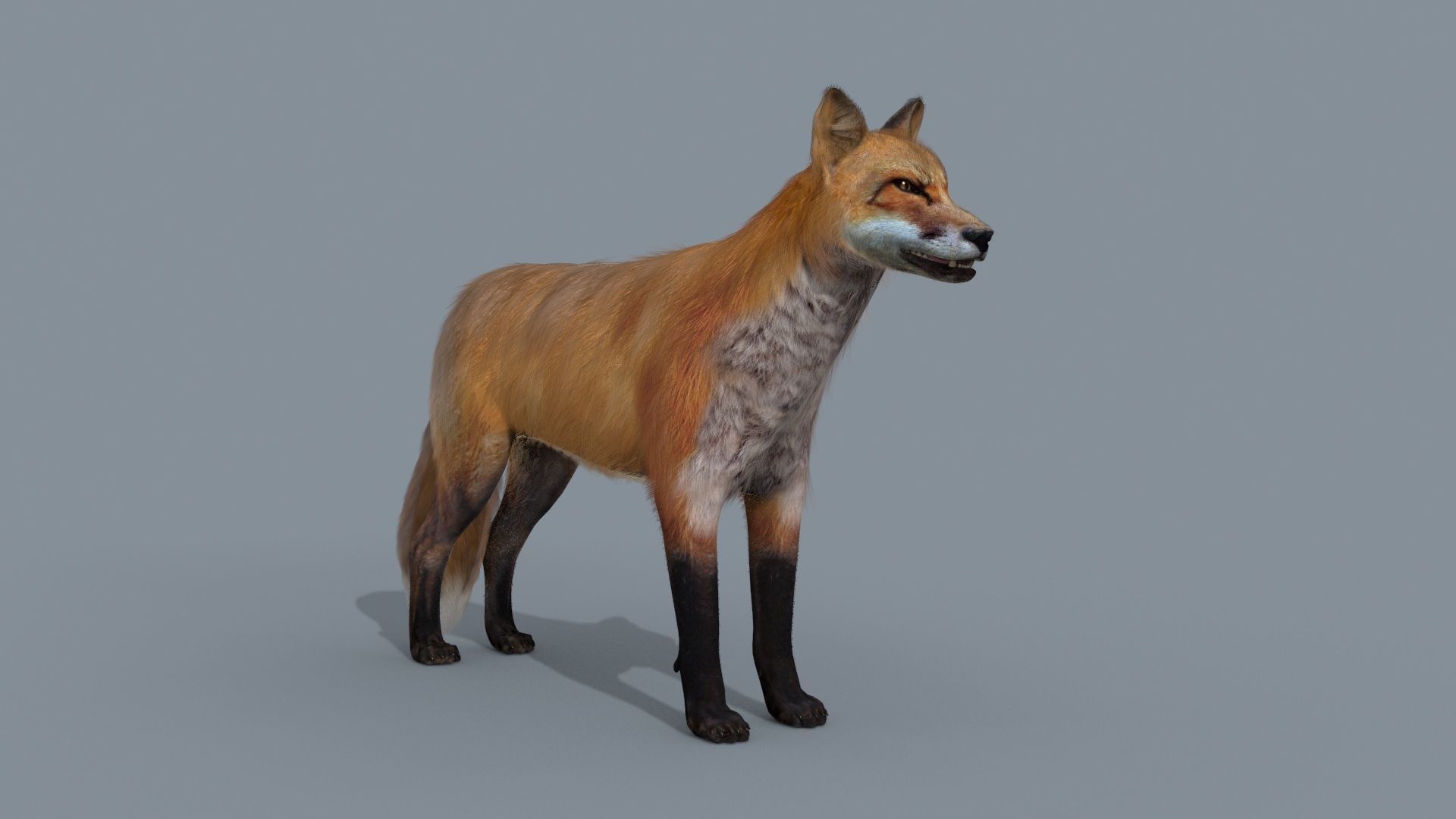 My Fox - 3d animated fox model 3D model animated rigged | CGTrader