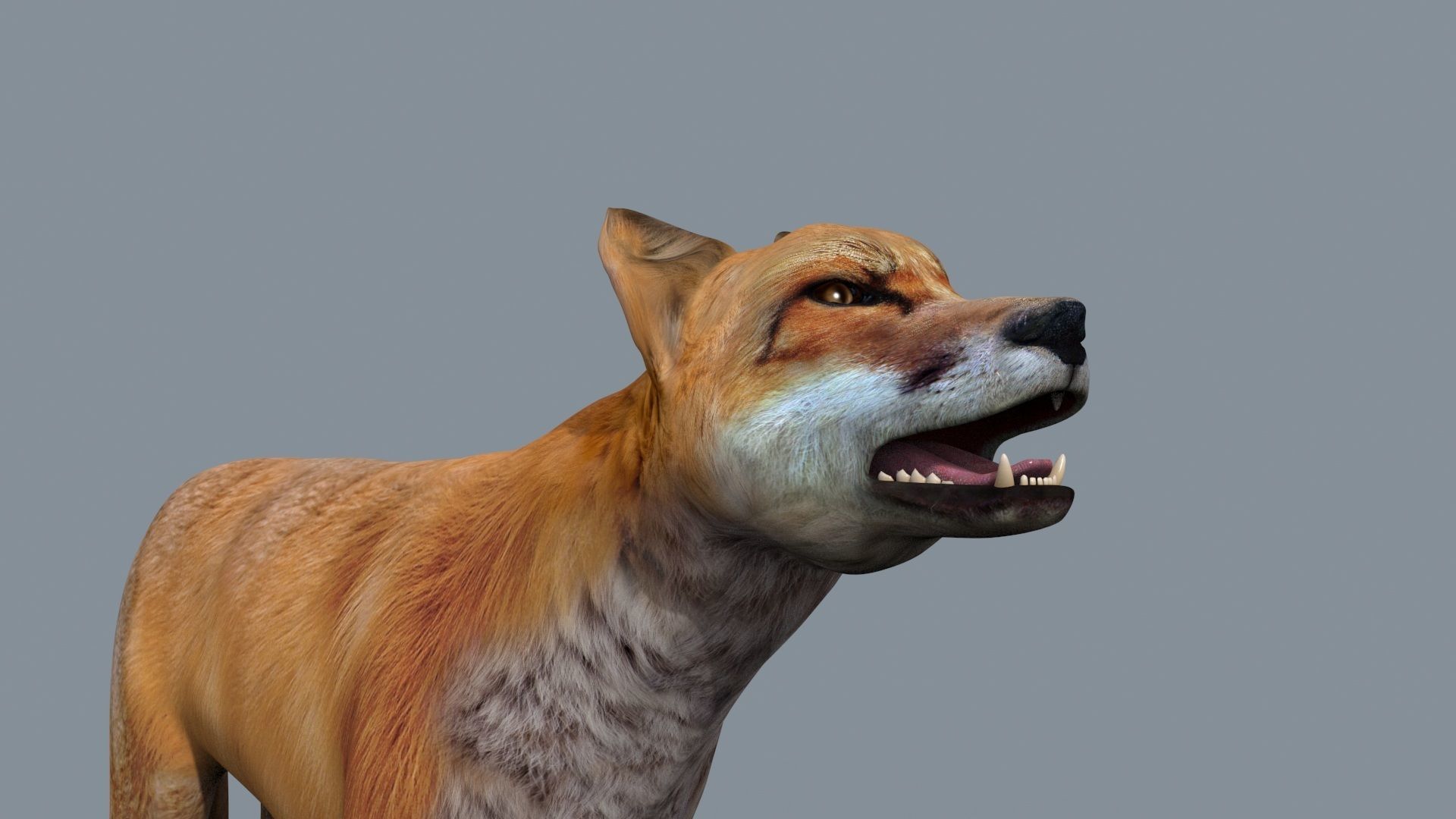 My Fox - 3d animated fox model 3D model animated rigged | CGTrader