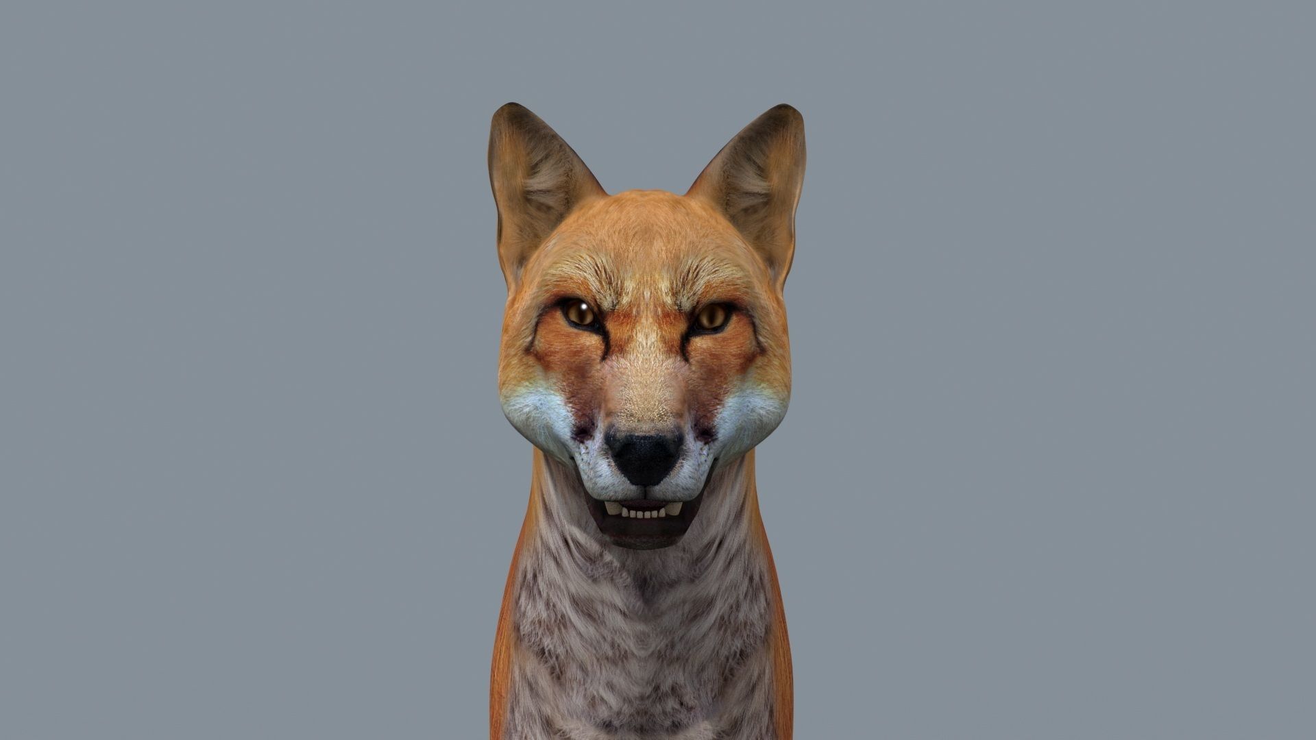My Fox - 3d animated fox model 3D model animated rigged | CGTrader