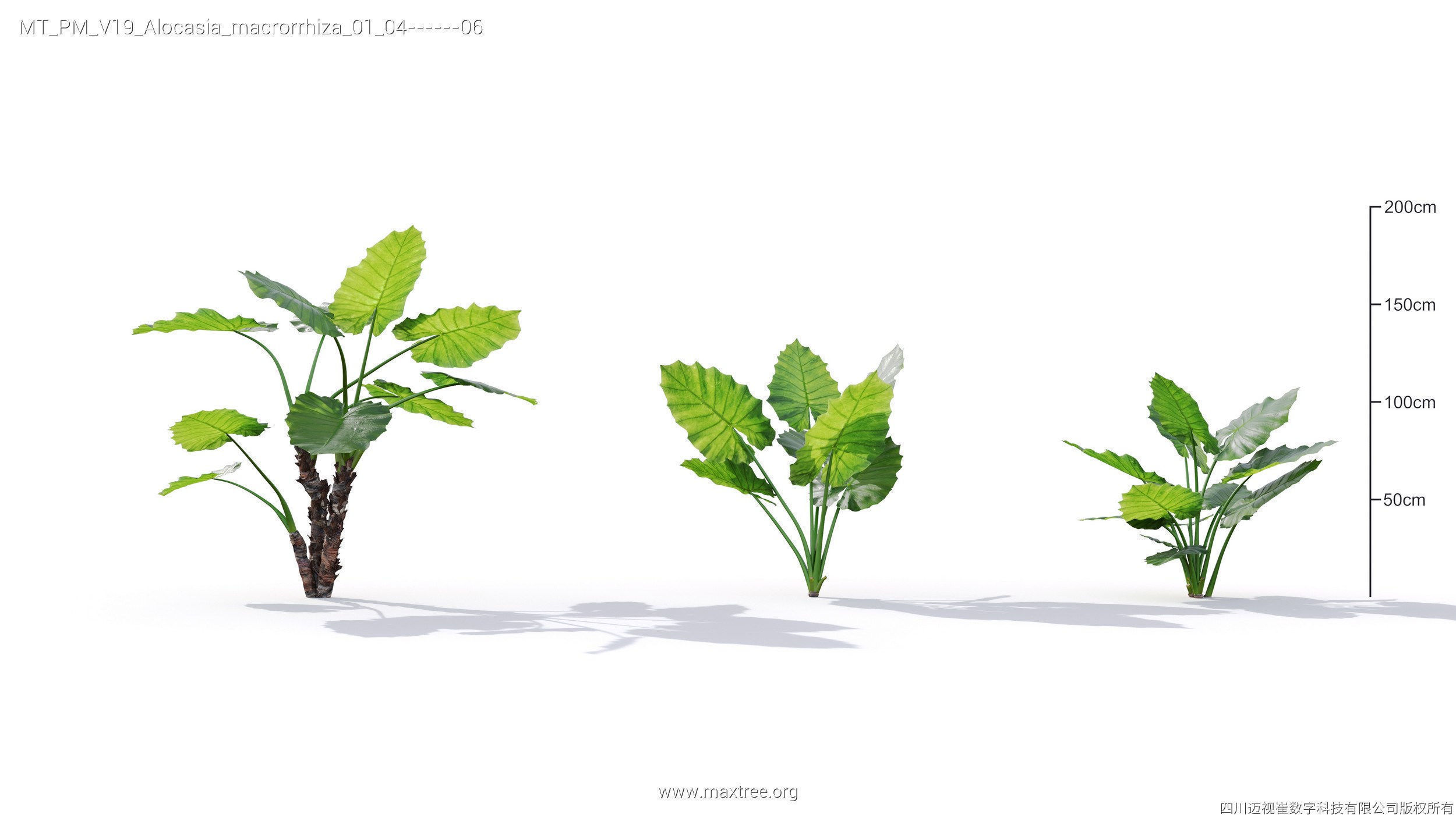 Maxtree Plant Models Vol 19 - Mesh 3D model | CGTrader