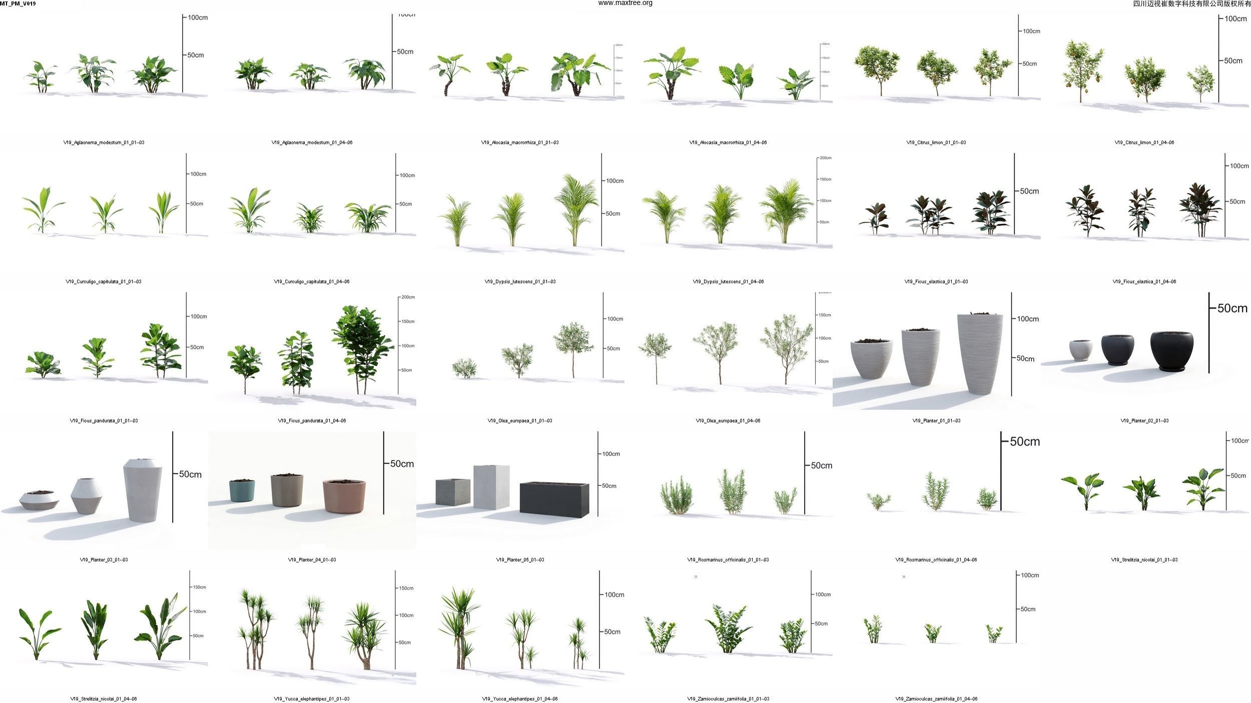 Maxtree Plant Models Vol 19 - Mesh 3D model | CGTrader