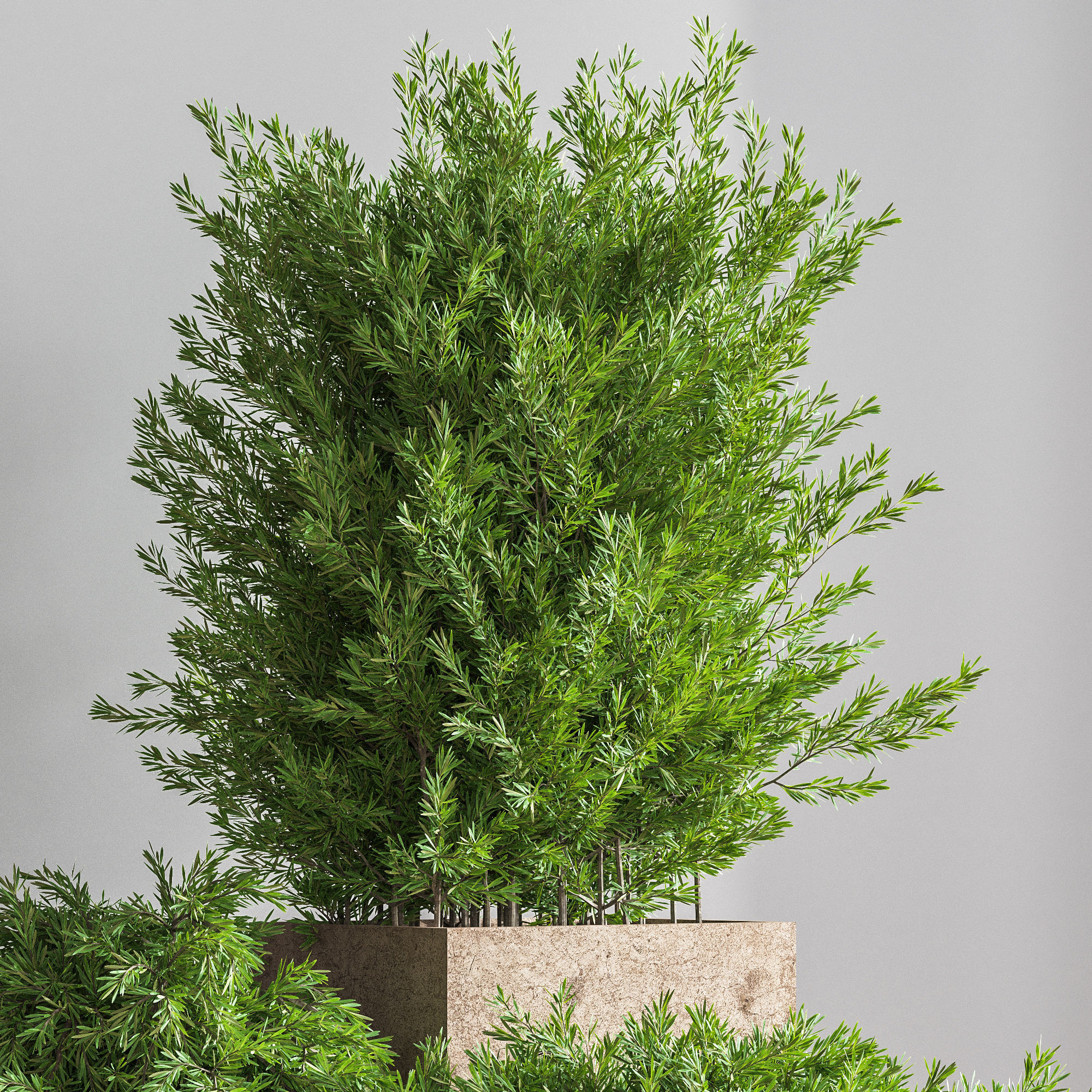Outdoor Plants tree 21 3D model | CGTrader