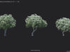 Maxtree Plant Models Vol 23 - Mesh 3D model | CGTrader