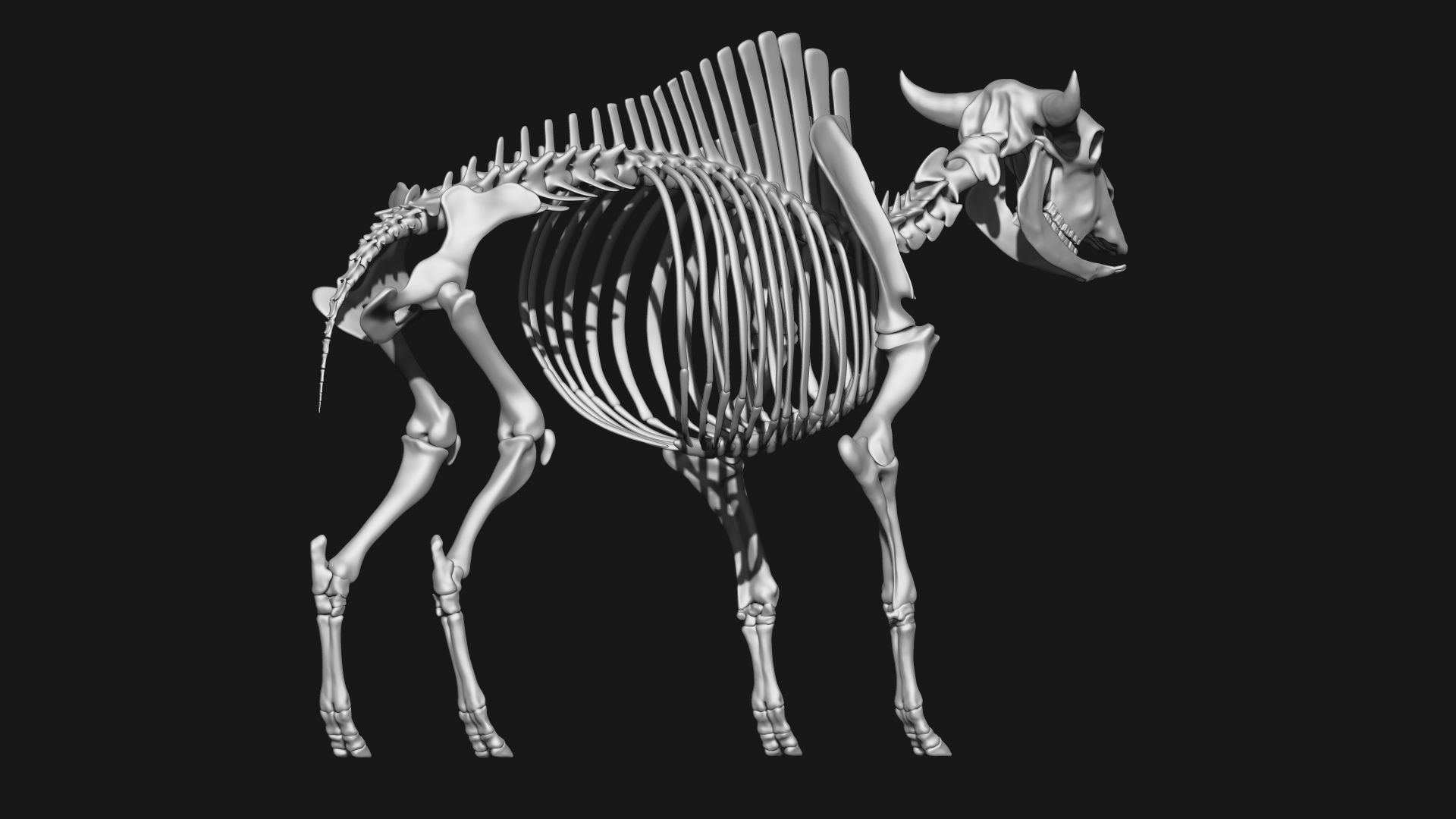 Bison skeleton 3D model | CGTrader