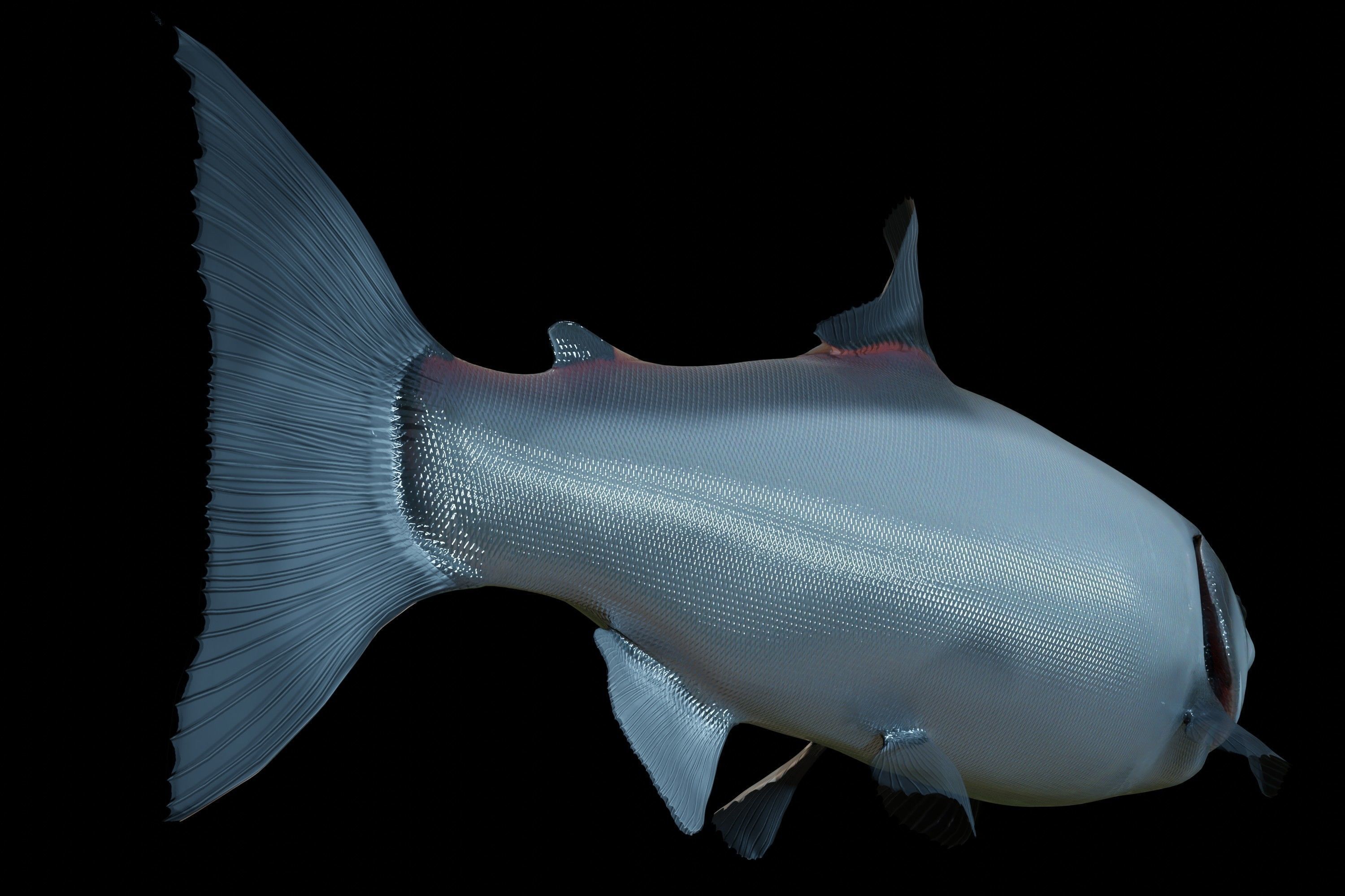 3D Model Collection Lowpoly Freshwater Fish VR / AR / low-poly | CGTrader