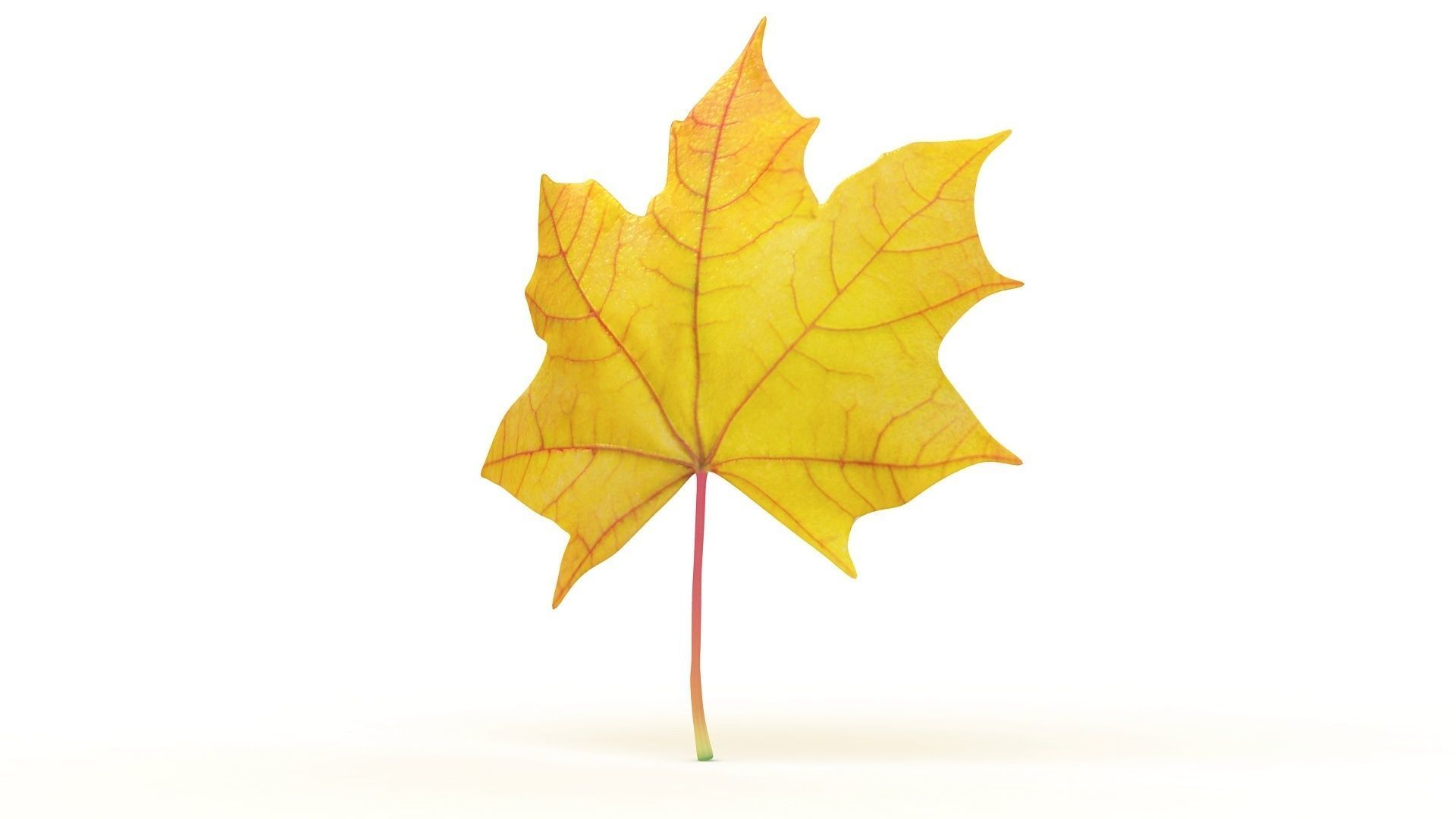 Maple Leaf V2 3D model | CGTrader