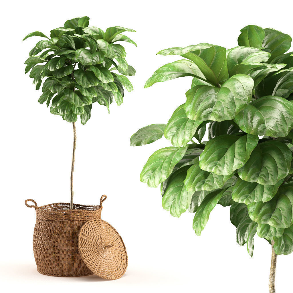 Plant - Ficus Lyrata 3D model | CGTrader