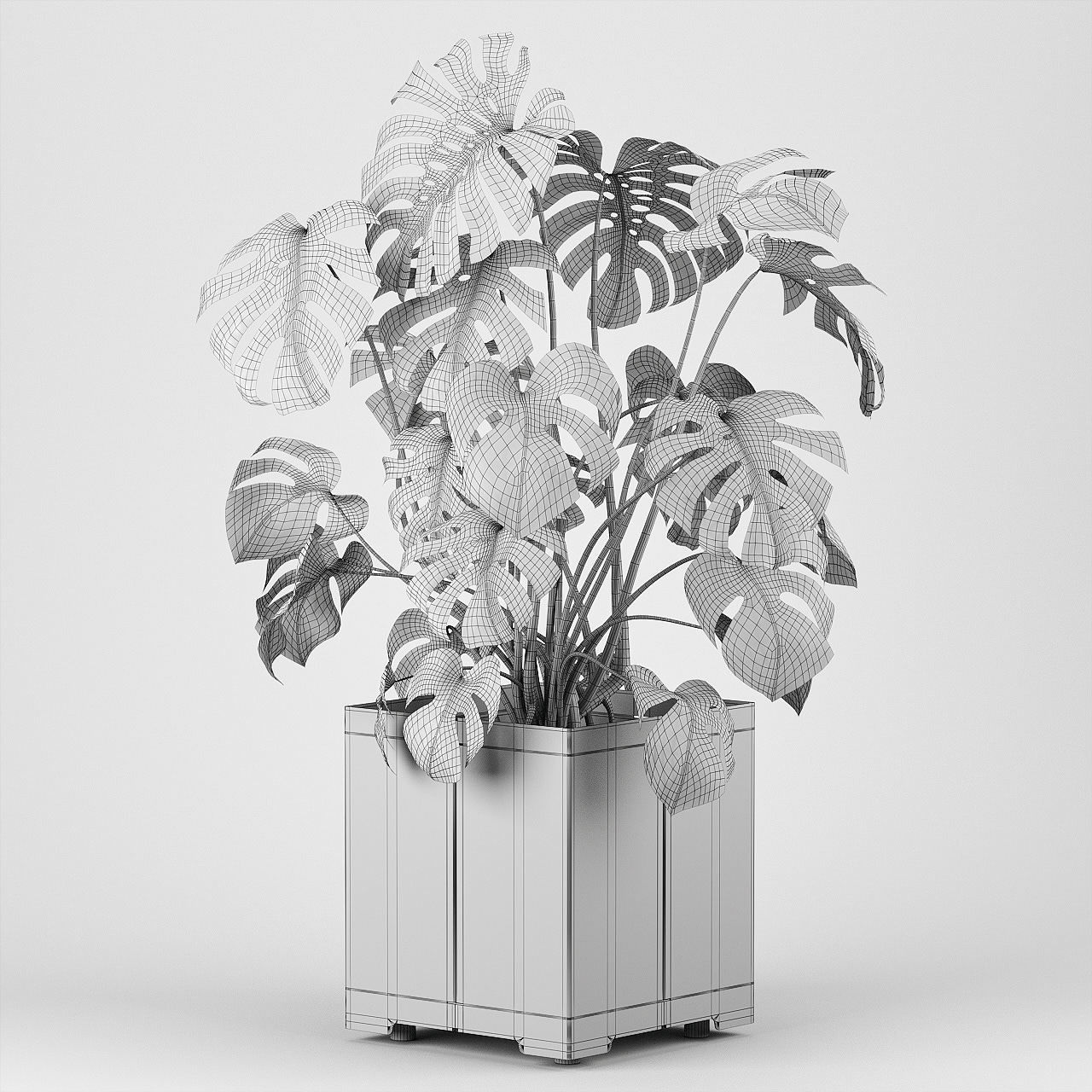 Monstera tree in a pot 3D model | CGTrader