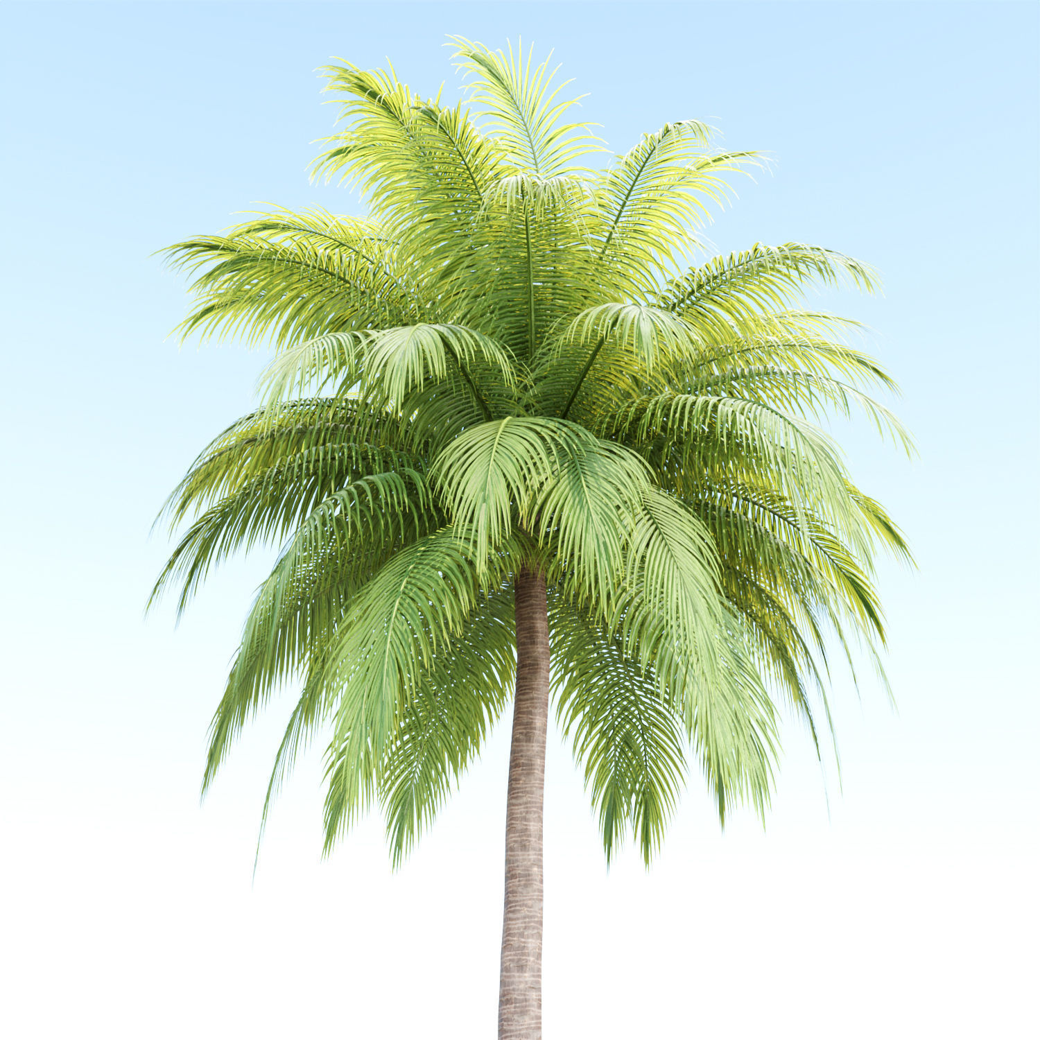 Palm trees collection 195 3D model | CGTrader