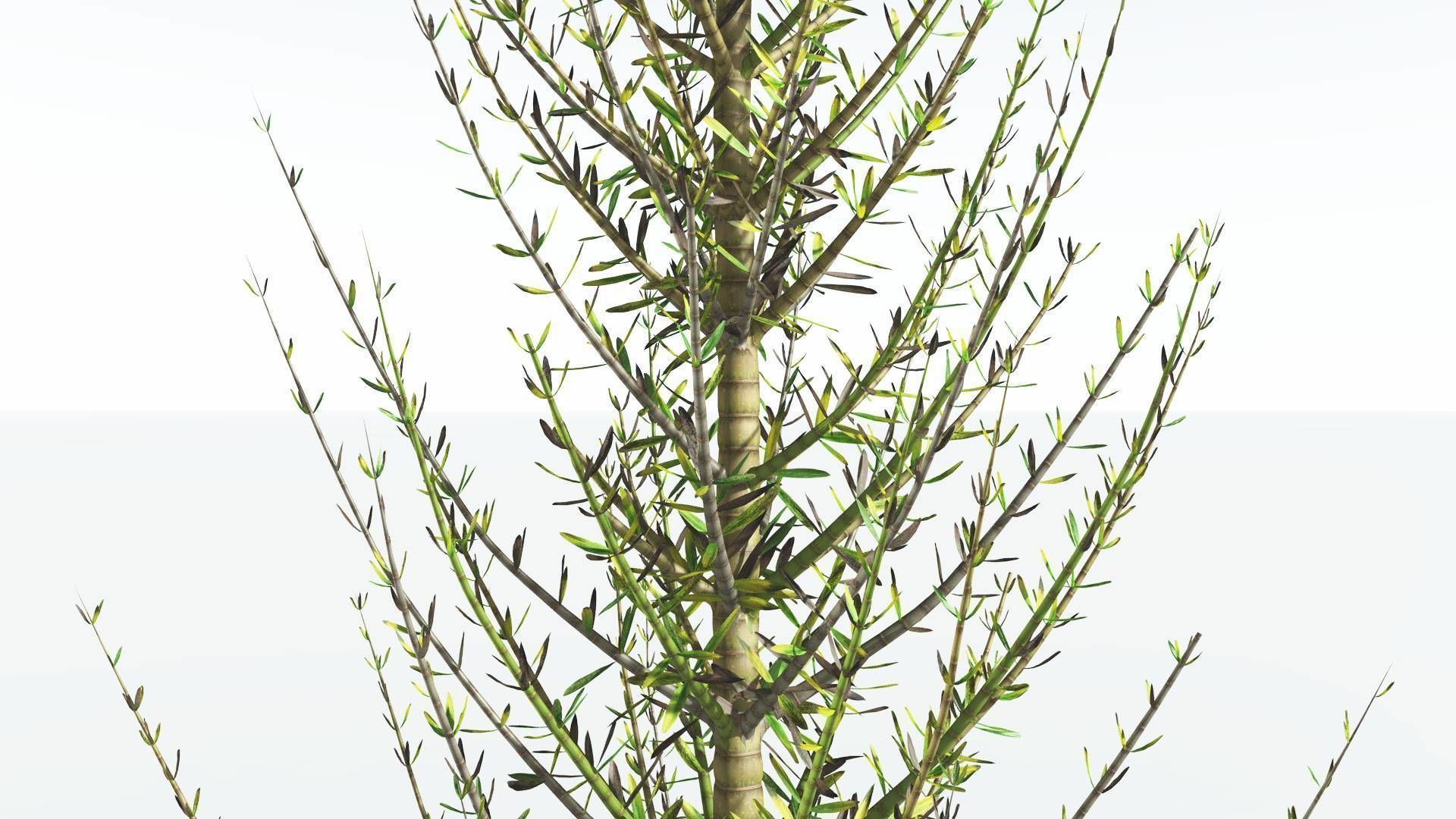 EVERYPlant Calamitina Horsetail Tree 3 --15 Model-- 3D model | CGTrader