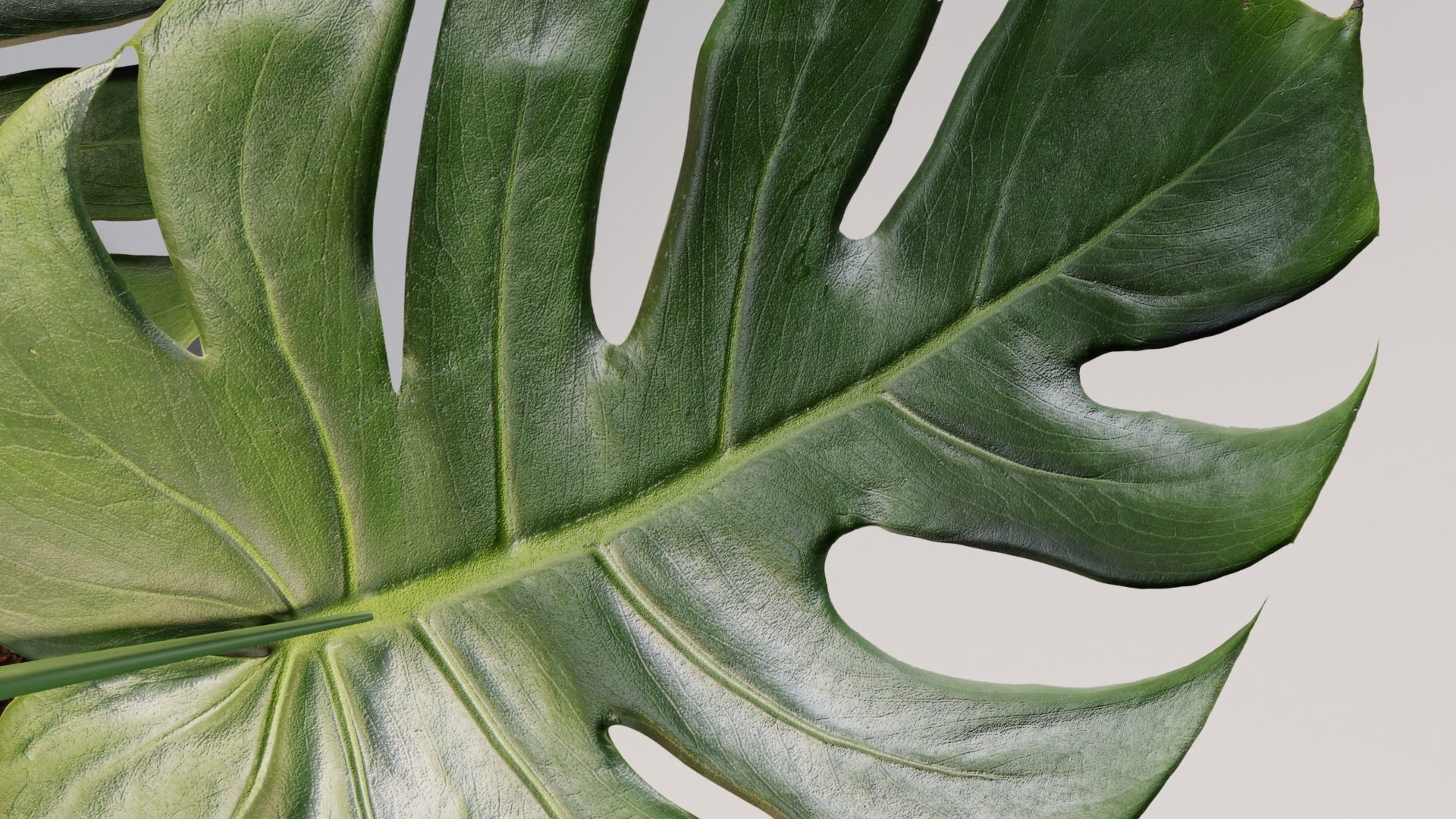 Monstera plant free 3D model | CGTrader