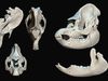 Tapir - Tapirus Skull 3D model 3D printable | CGTrader