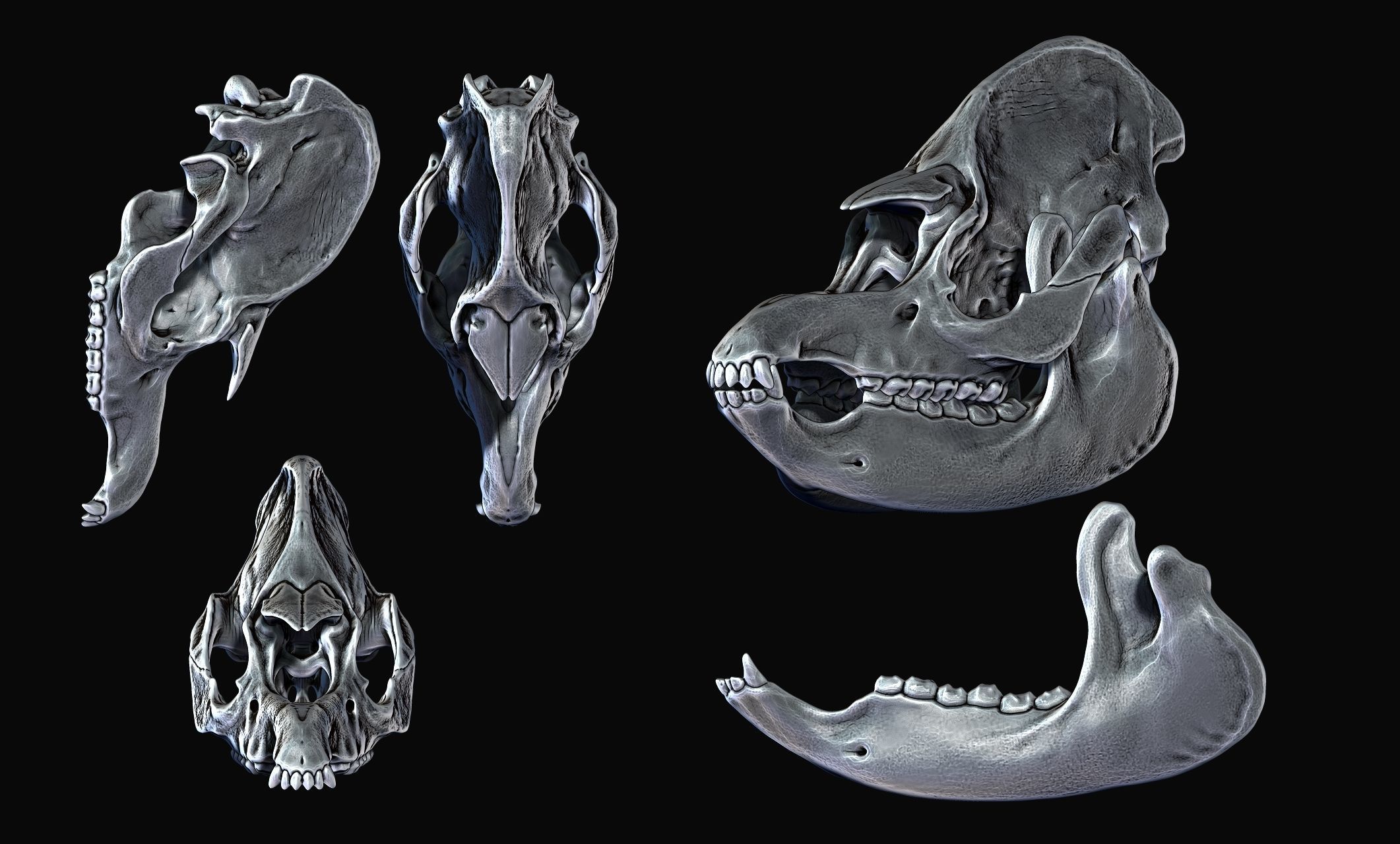 Tapir - Tapirus Skull 3D model 3D printable | CGTrader