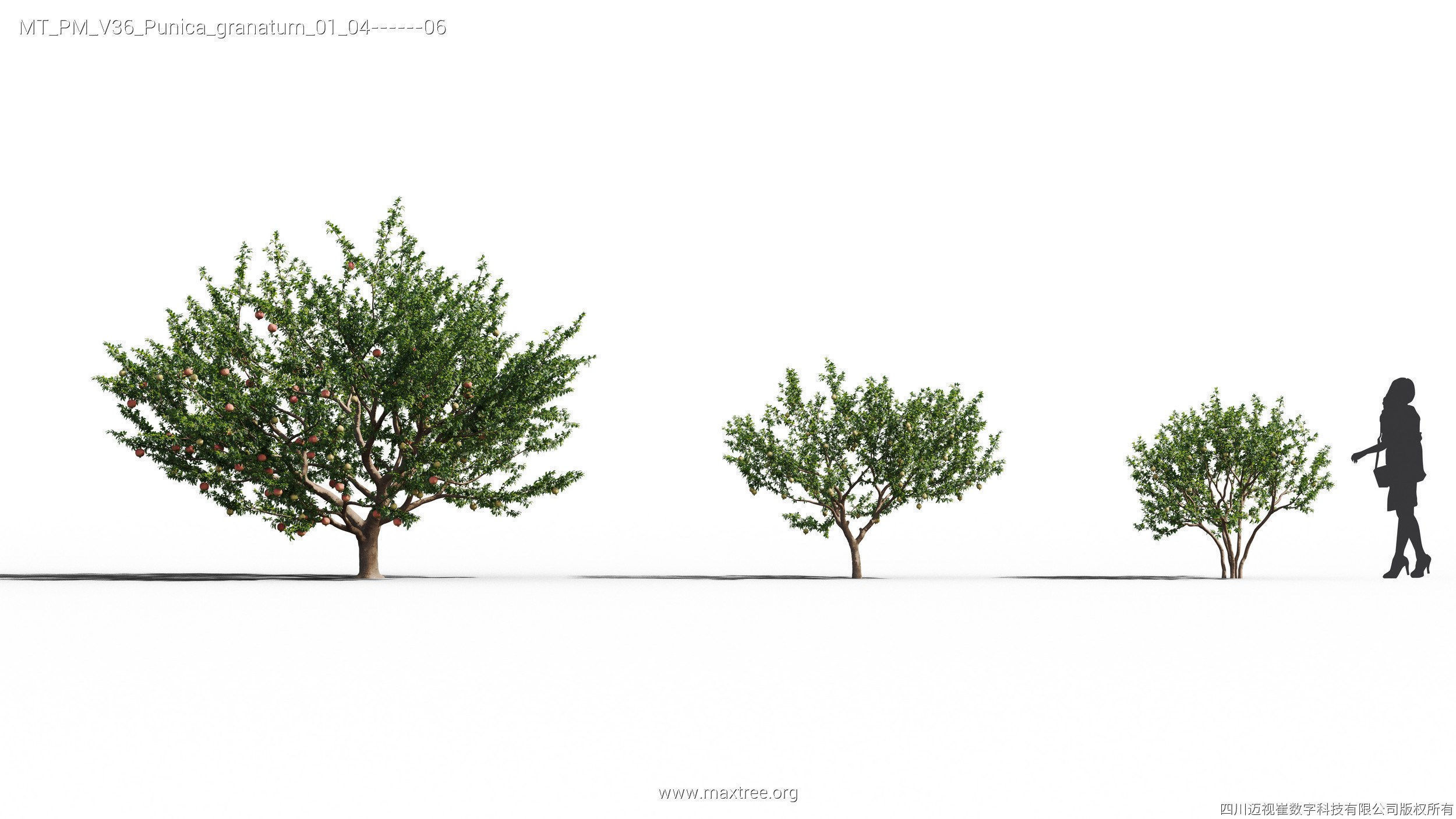 Maxtree Plant Models Vol 36 - Mesh 3D model | CGTrader