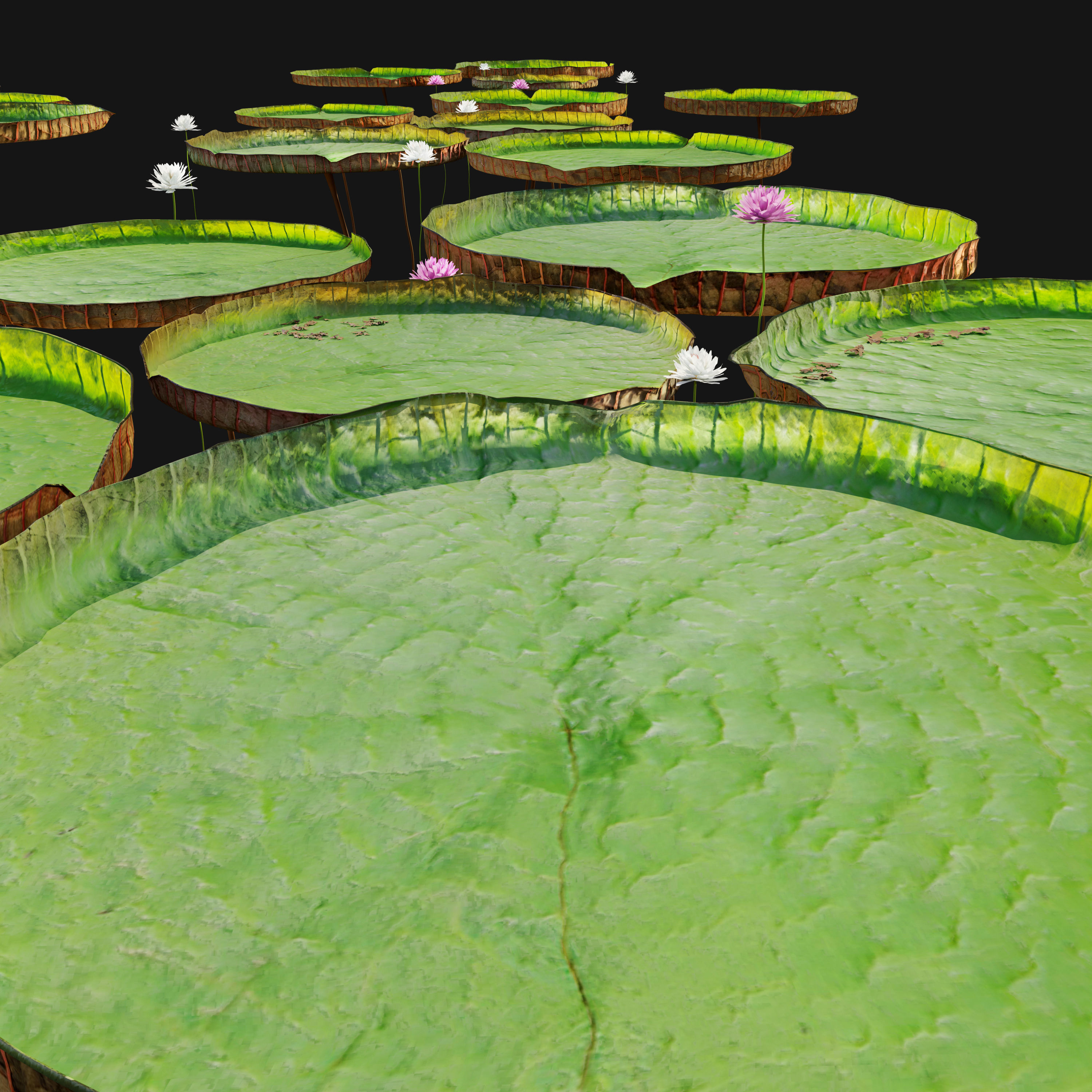 Victoria water lily 3D model | CGTrader