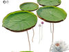 Victoria water lily 3D model | CGTrader