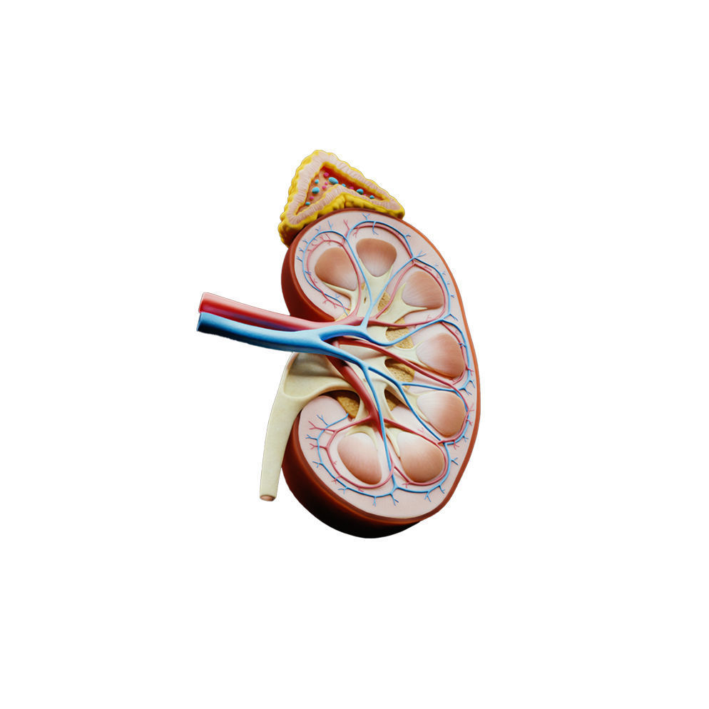 Kidney Cross Section Anatomy 3D model | CGTrader