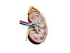 Kidney Cross Section Anatomy 3D model | CGTrader