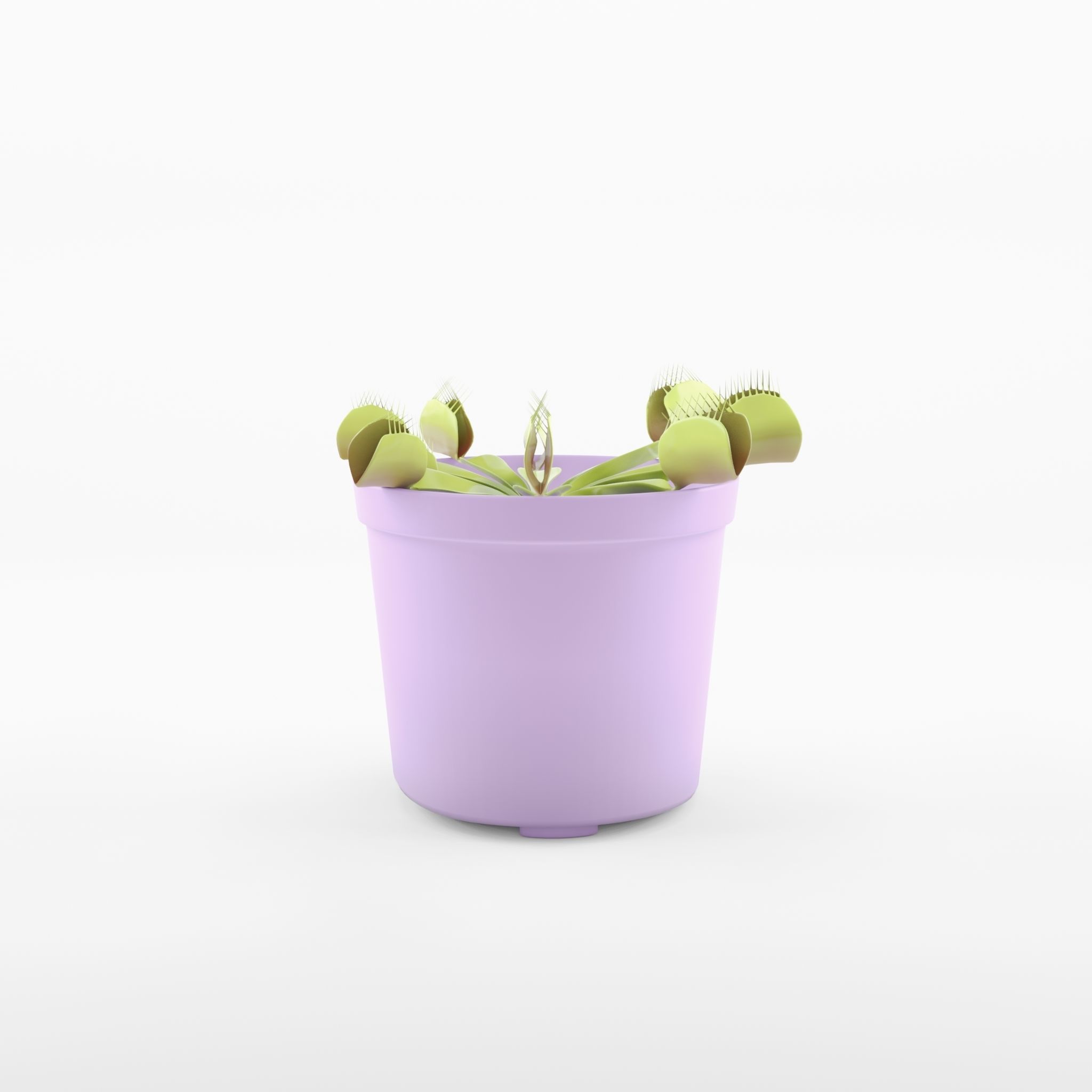 3D model The Venus Flytrap 3D Model VR / AR / low-poly | CGTrader
