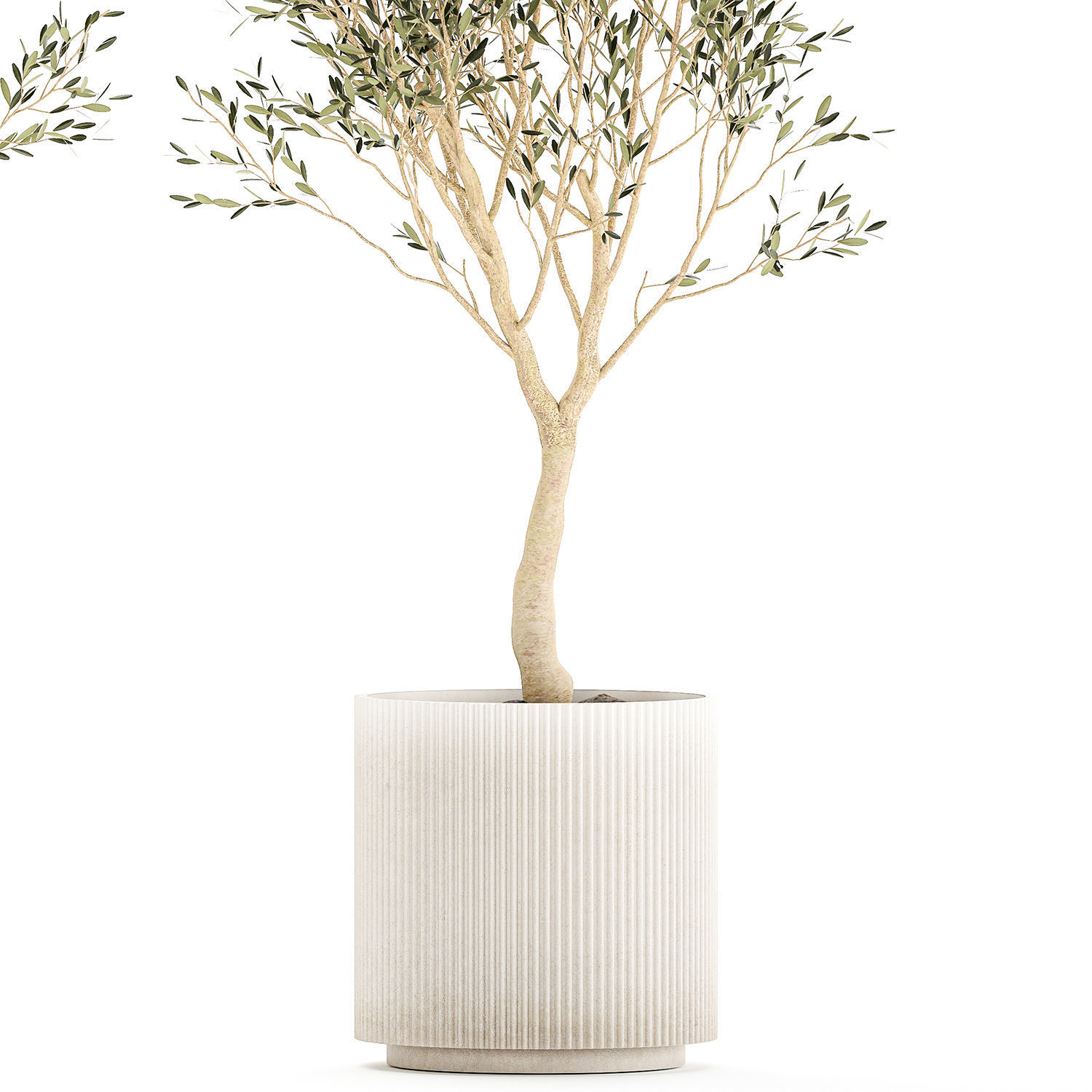 Beautiful Olive Trees In Flower Pots For Interior 1229 3D model | CGTrader