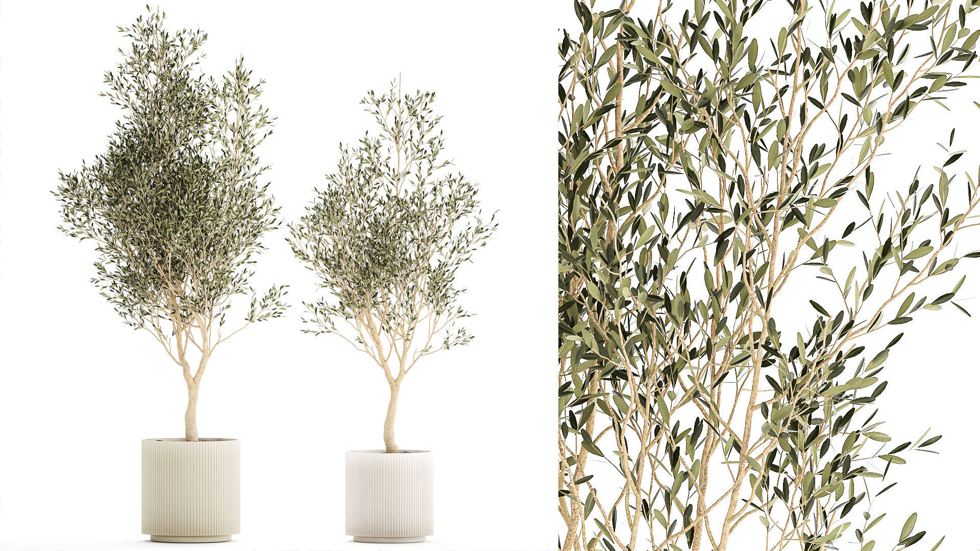 Beautiful Olive Trees In Flower Pots For Interior 1229 3D model | CGTrader