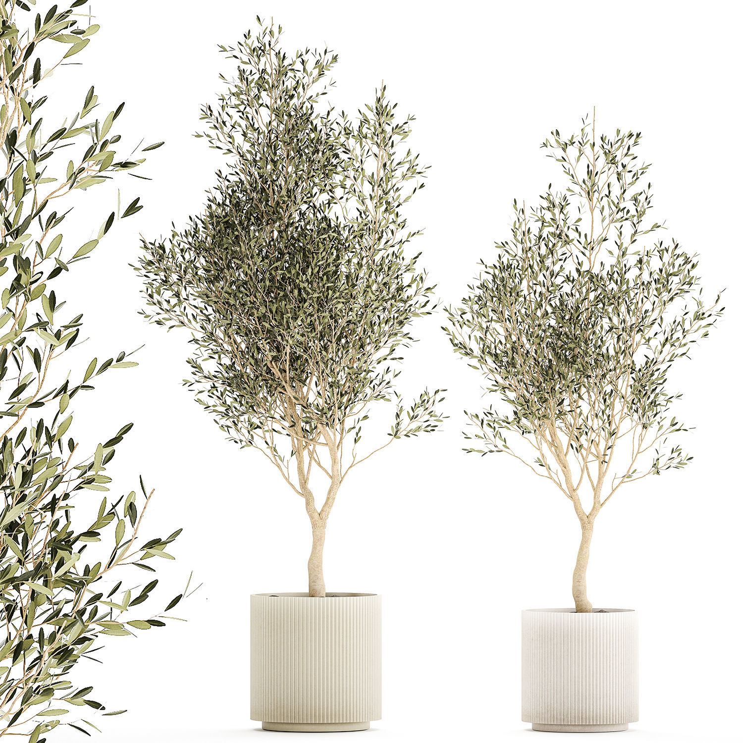 Beautiful Olive Trees In Flower Pots For Interior 1229 3D model | CGTrader