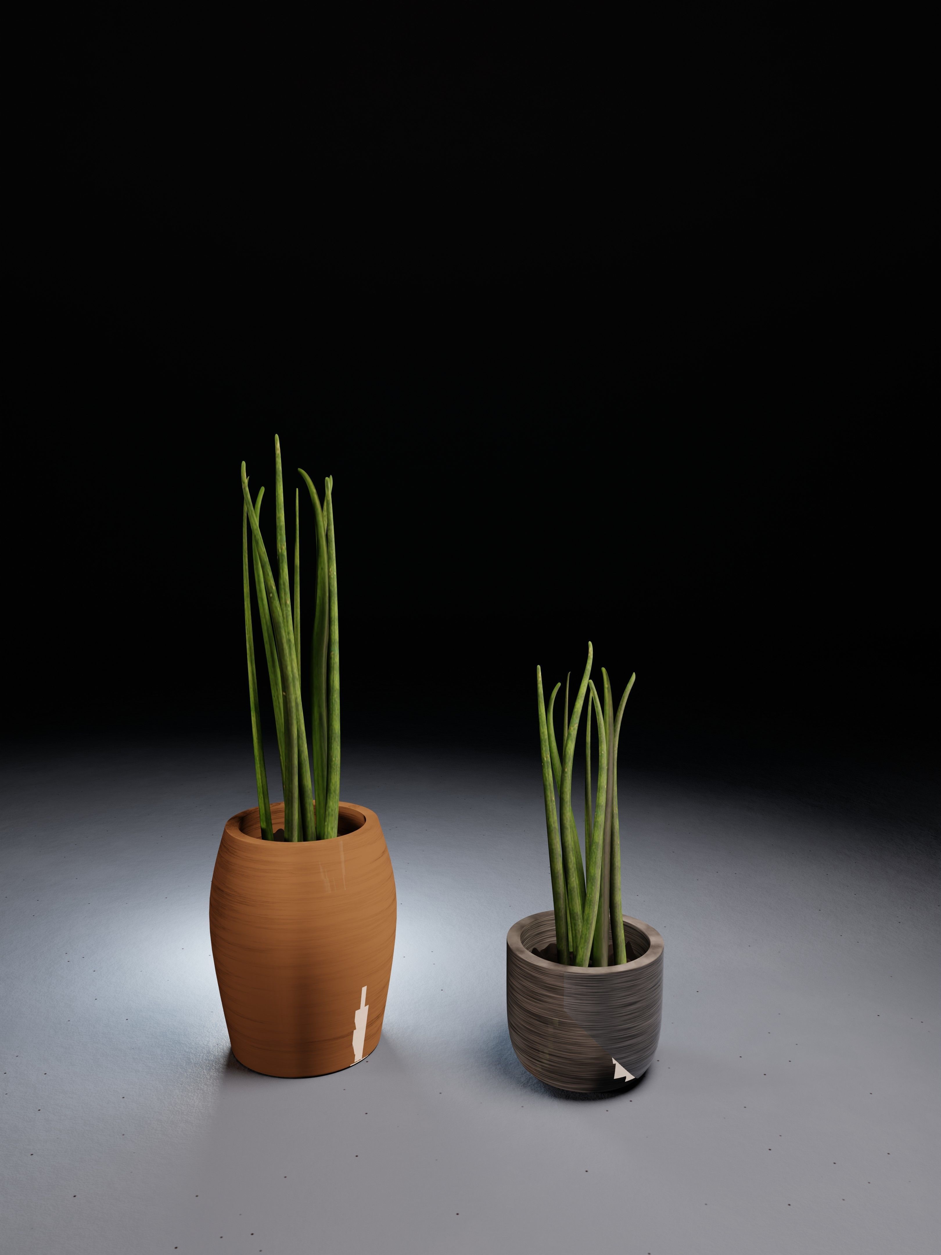 Small indoor plant 3D model | CGTrader