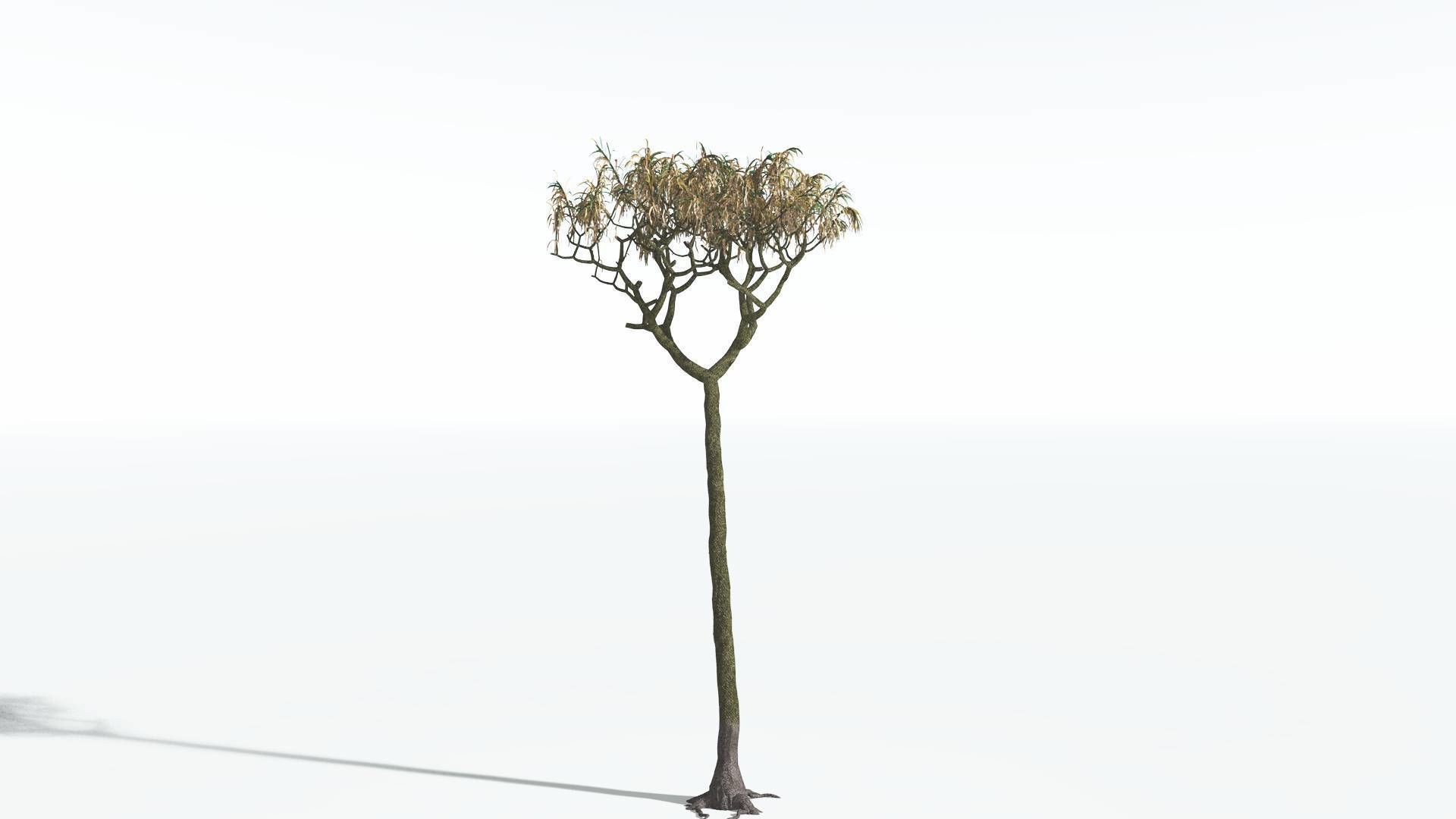 EVERYPlant Lepidodendron Scale Tree 2 --14 Models-- 3D model | CGTrader