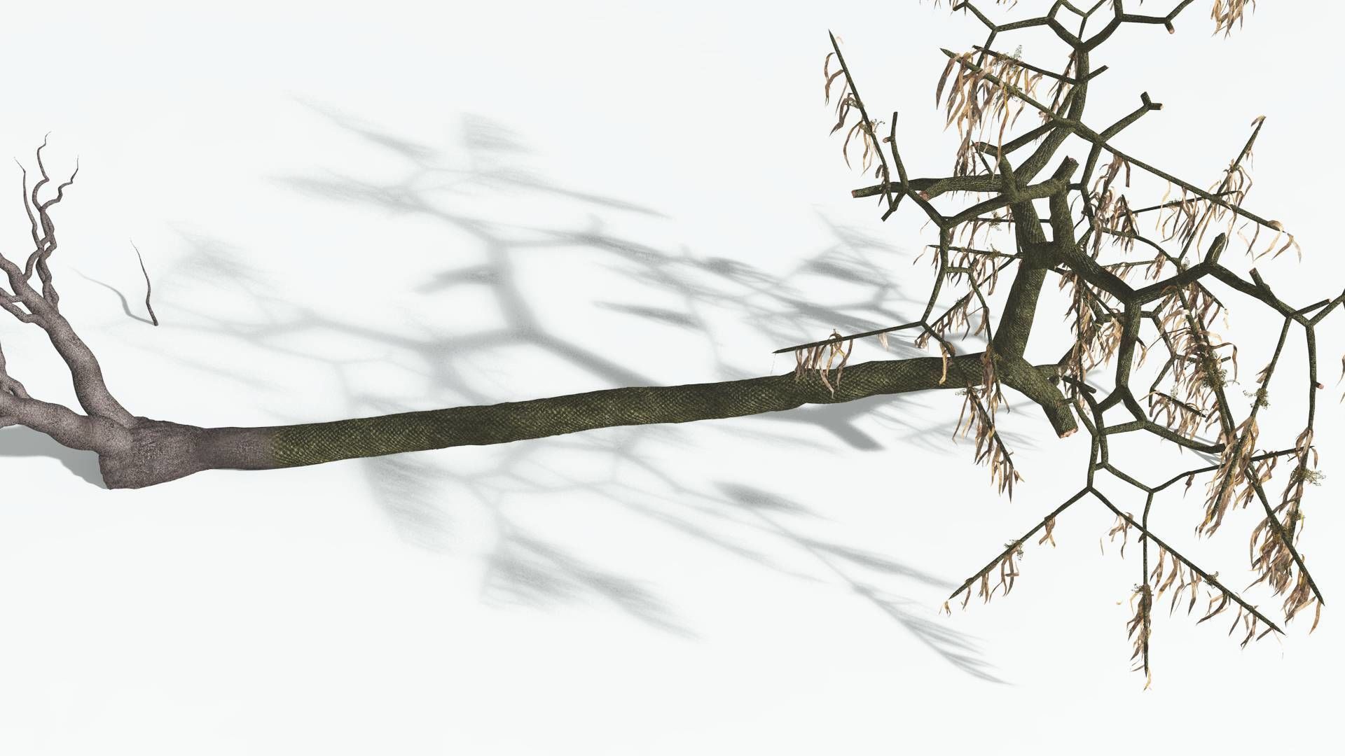 EVERYPlant Lepidodendron Scale Tree 2 --14 Models-- 3D model | CGTrader